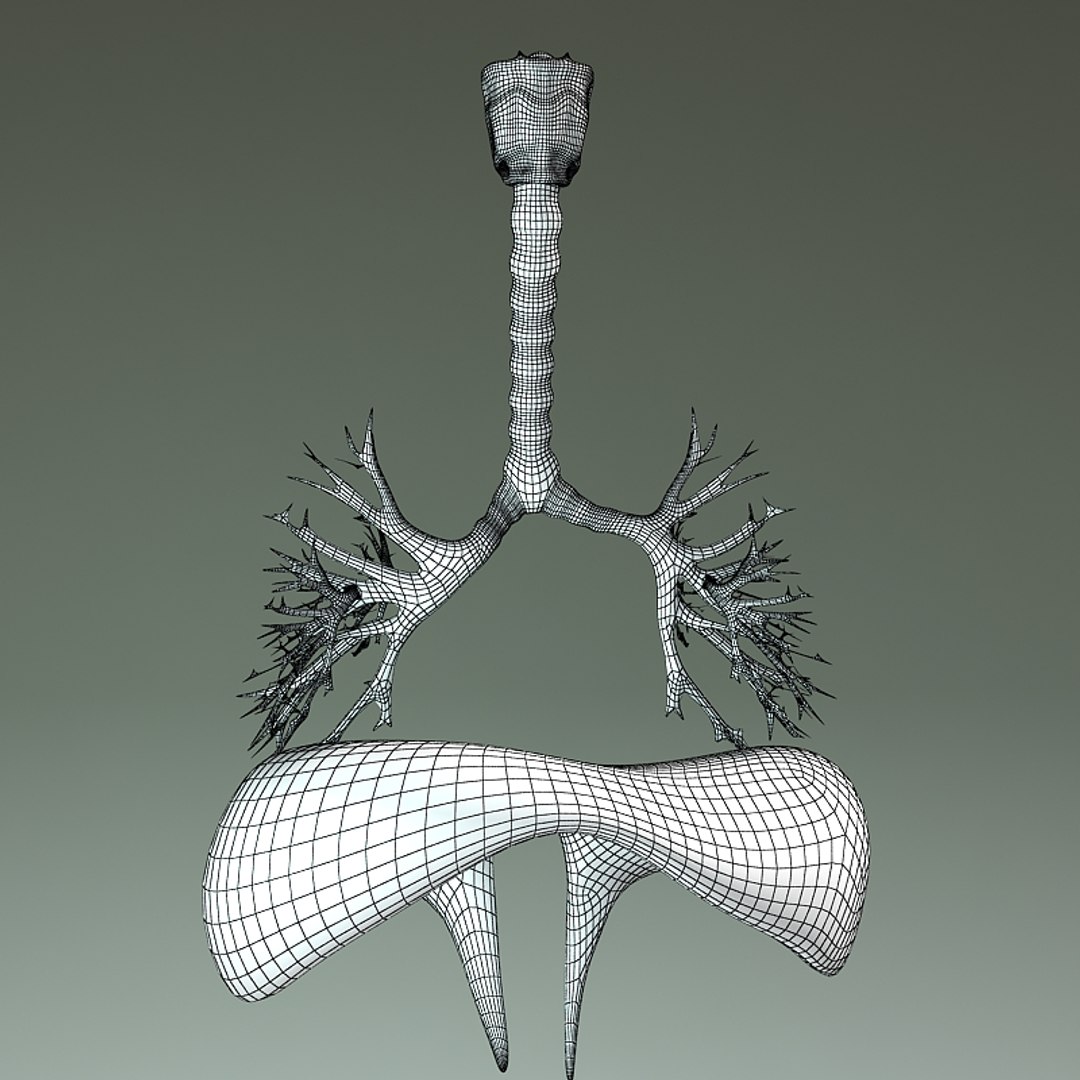 3d Respiratory Model