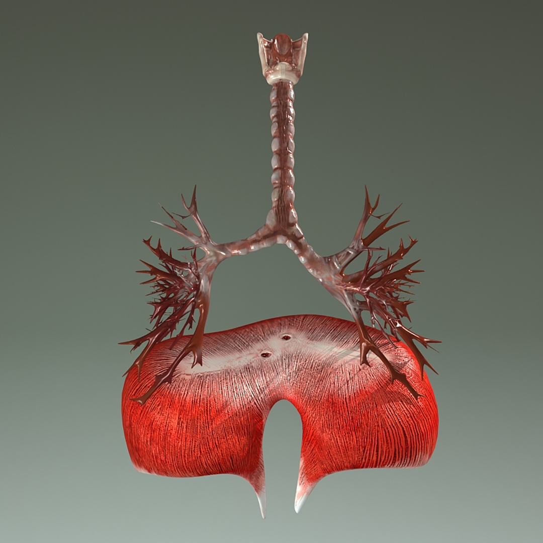 3d respiratory model