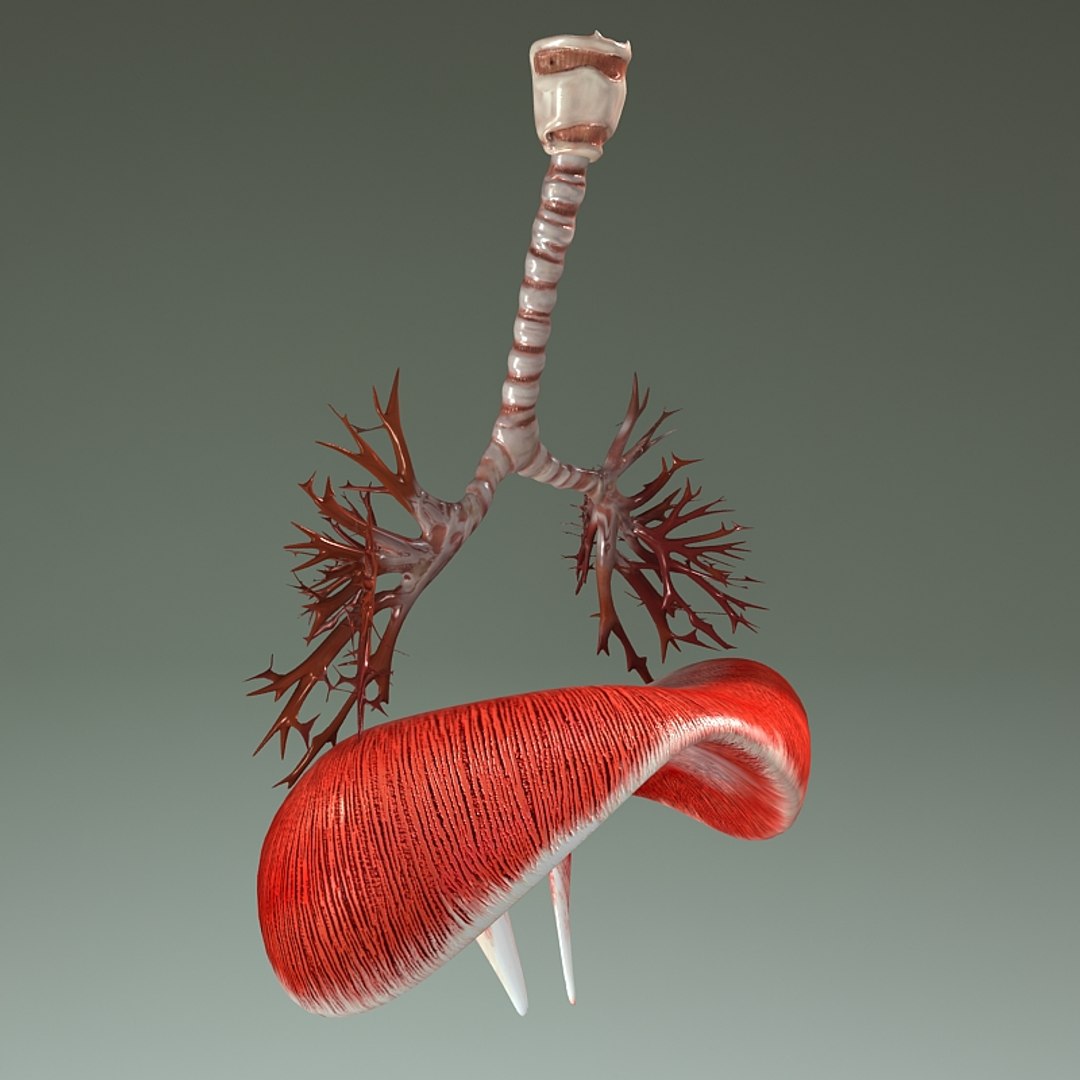 3d Respiratory Model