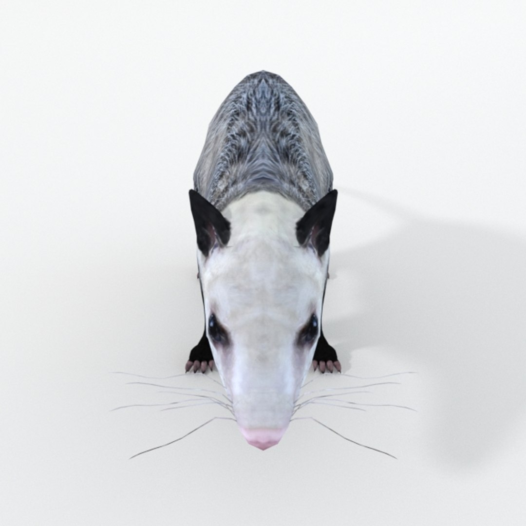 Opossum 3D Model - TurboSquid 1362890