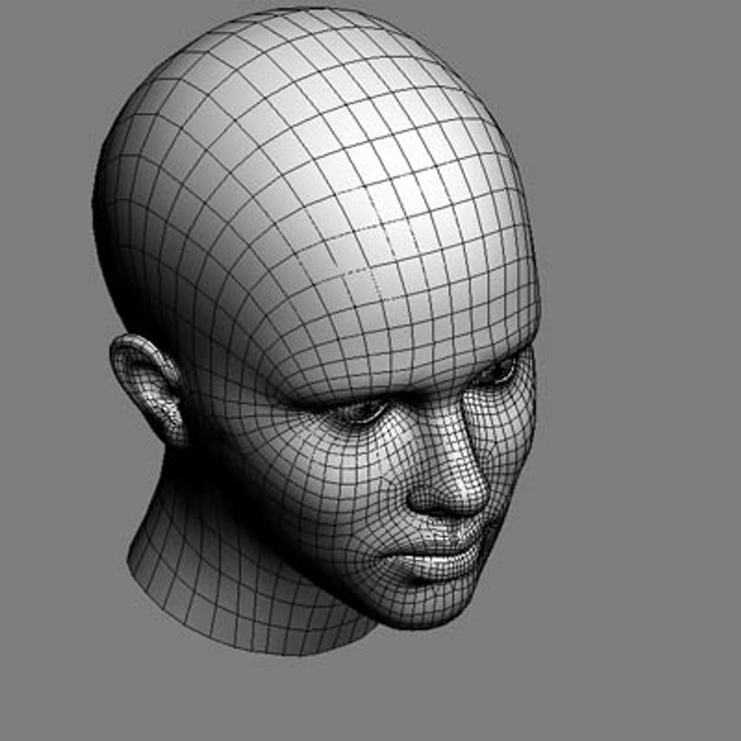 Anatomy Head 3d Model