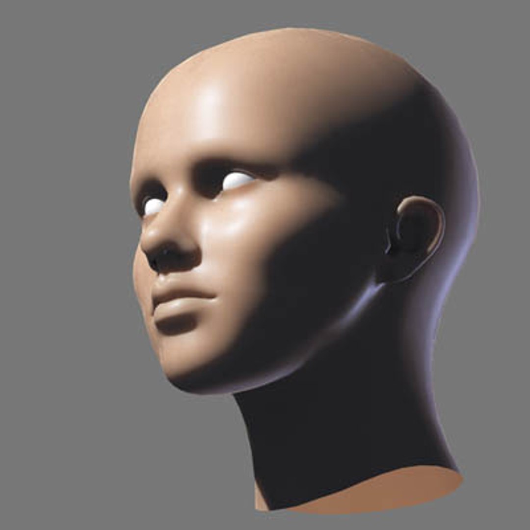 Anatomy Head 3d Model