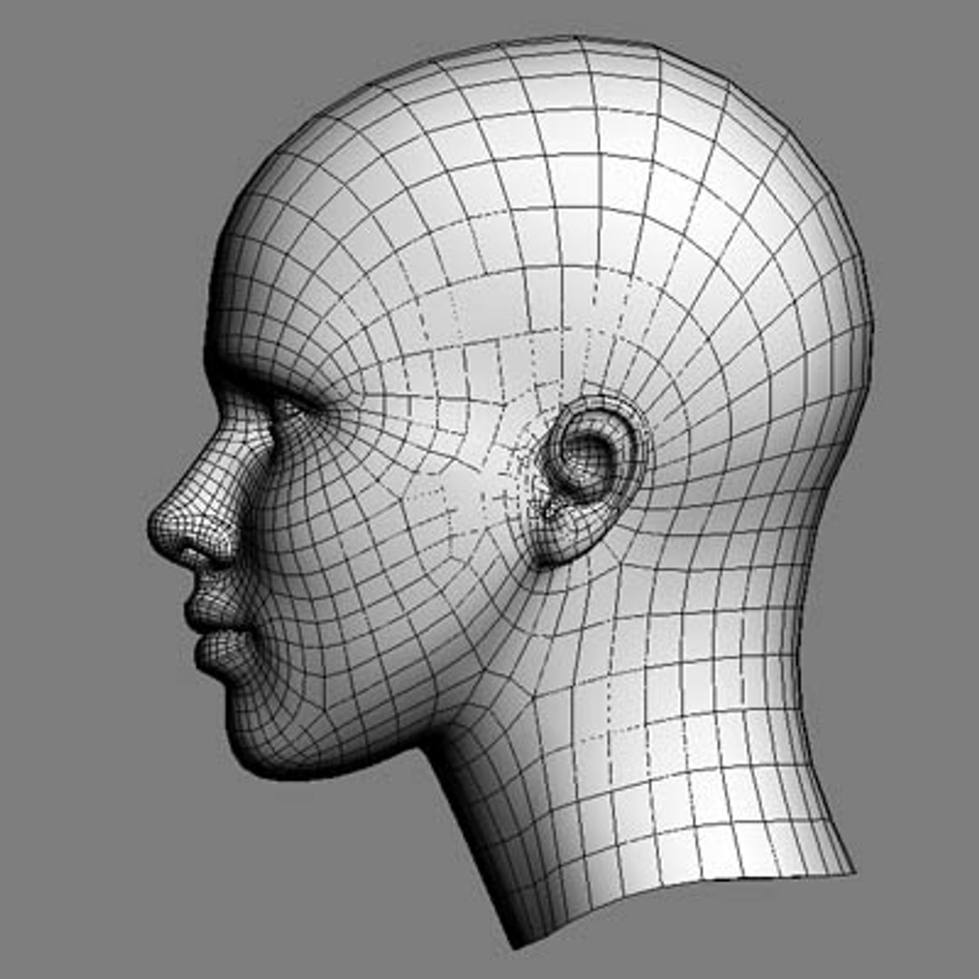Anatomy Head 3d Model