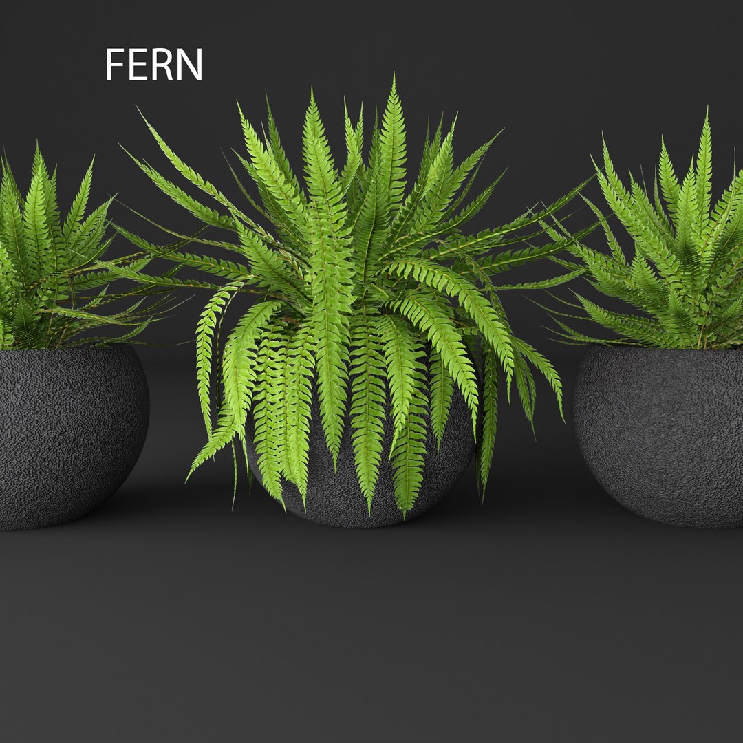 fern 3d model