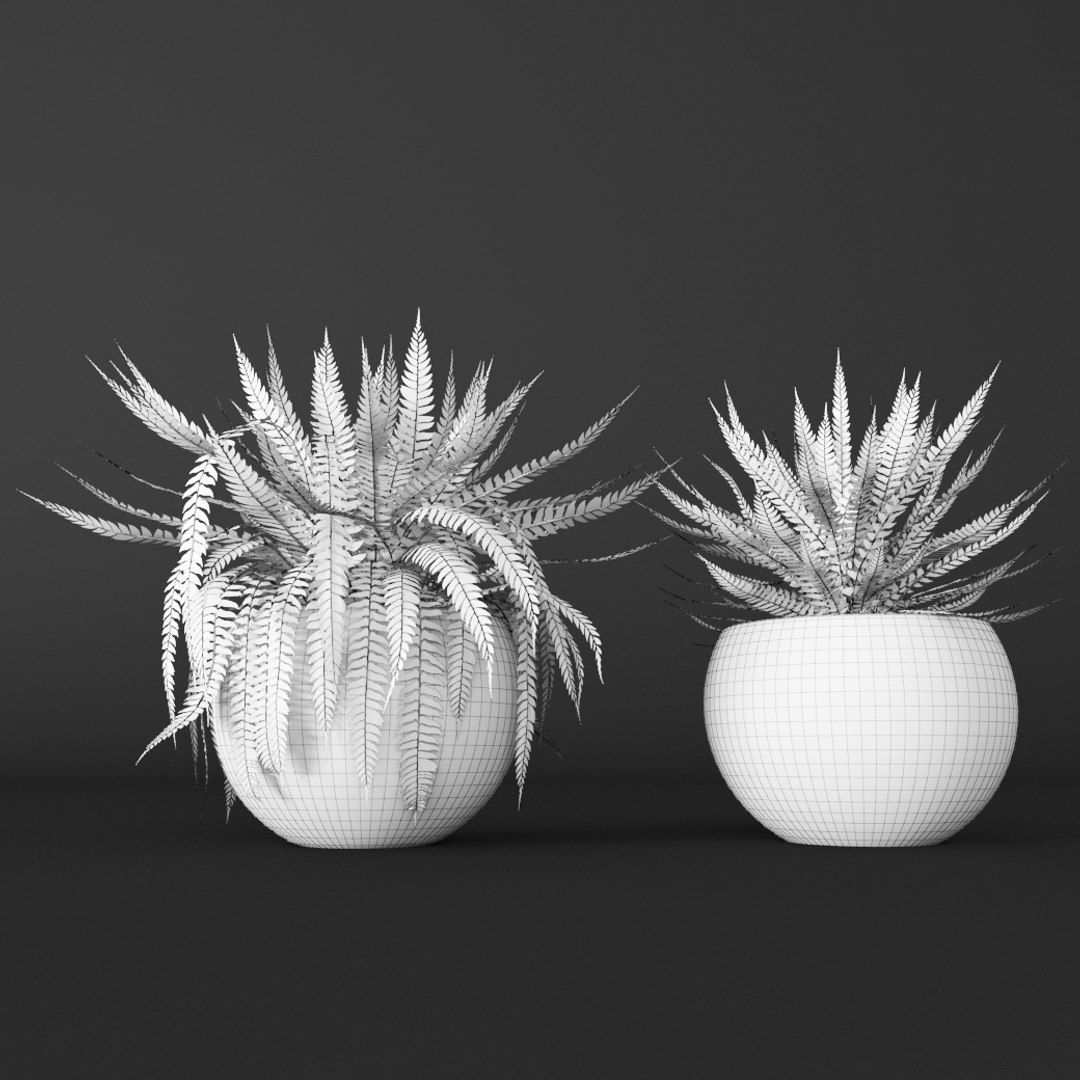 fern 3d model