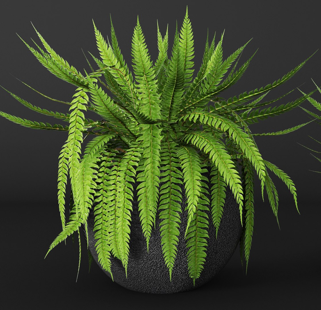 fern 3d model