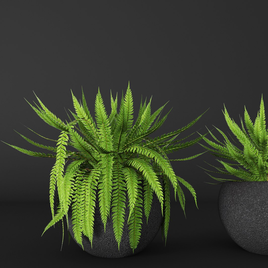 fern 3d model