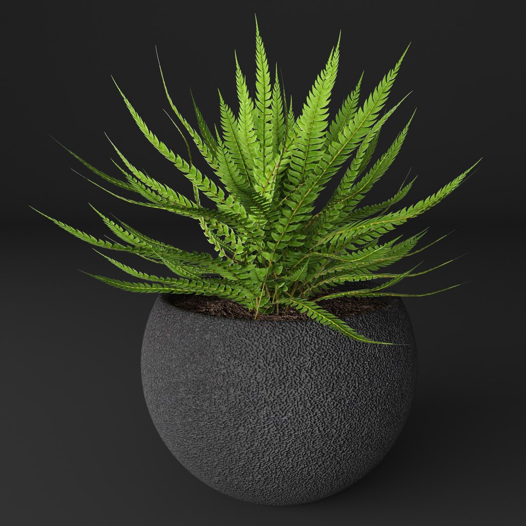 fern 3d model