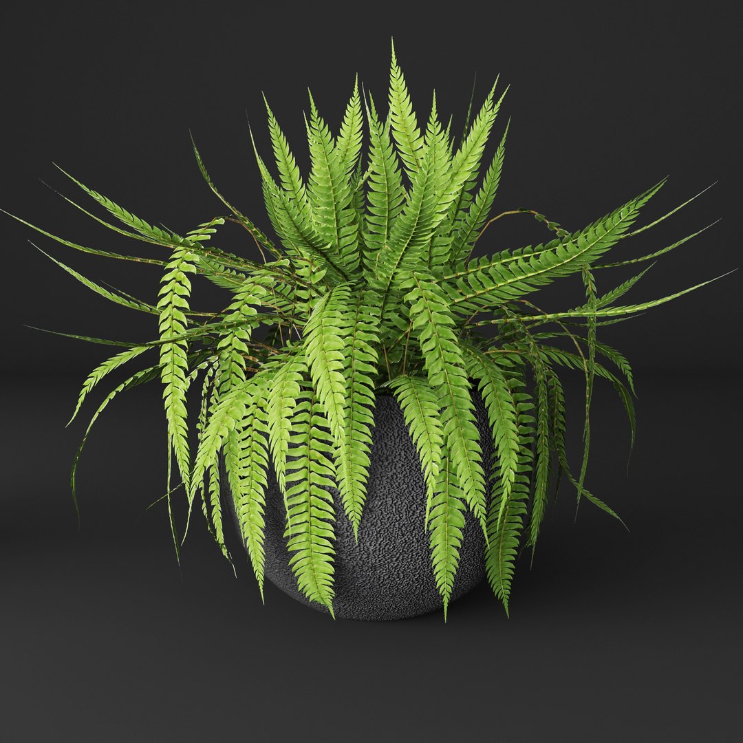 fern 3d model