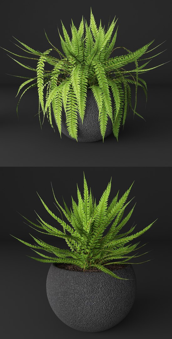 fern 3d model
