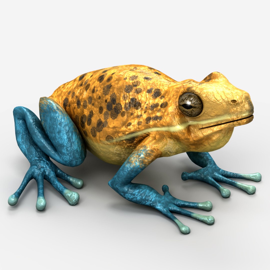 3d Model Frog