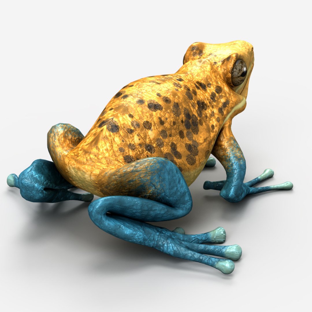 3d Model Frog