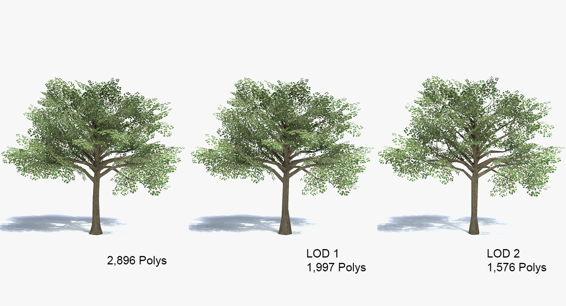 Medium Size Tree 3d 3ds