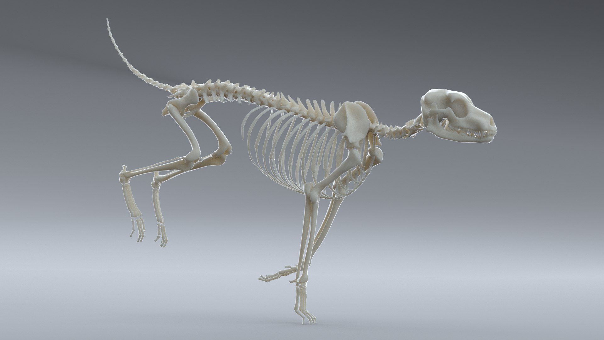 Dog dalmatian rigged animation 3D model - TurboSquid 1651711