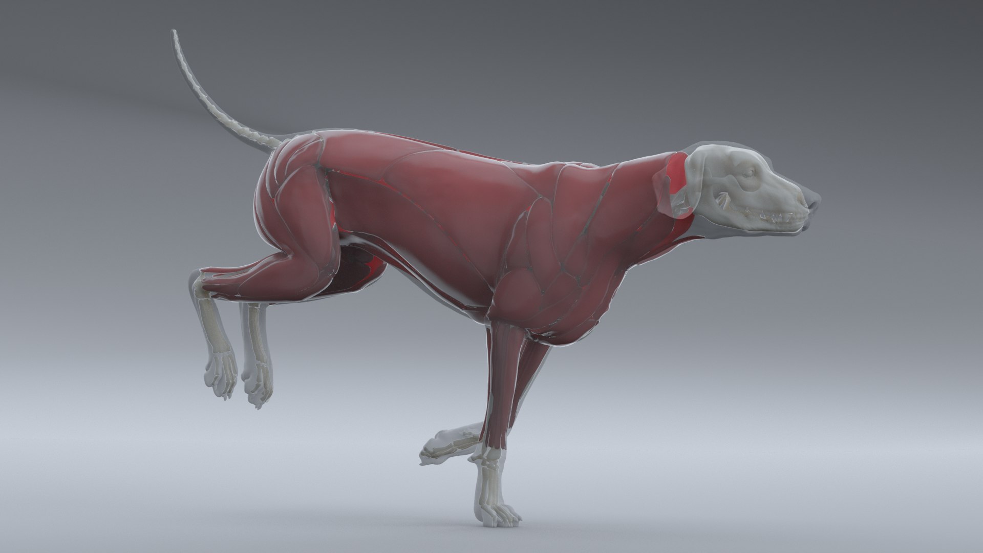 Dog dalmatian rigged animation 3D model - TurboSquid 1651711