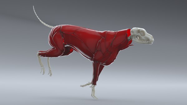 Dog dalmatian rigged animation 3D model - TurboSquid 1651711