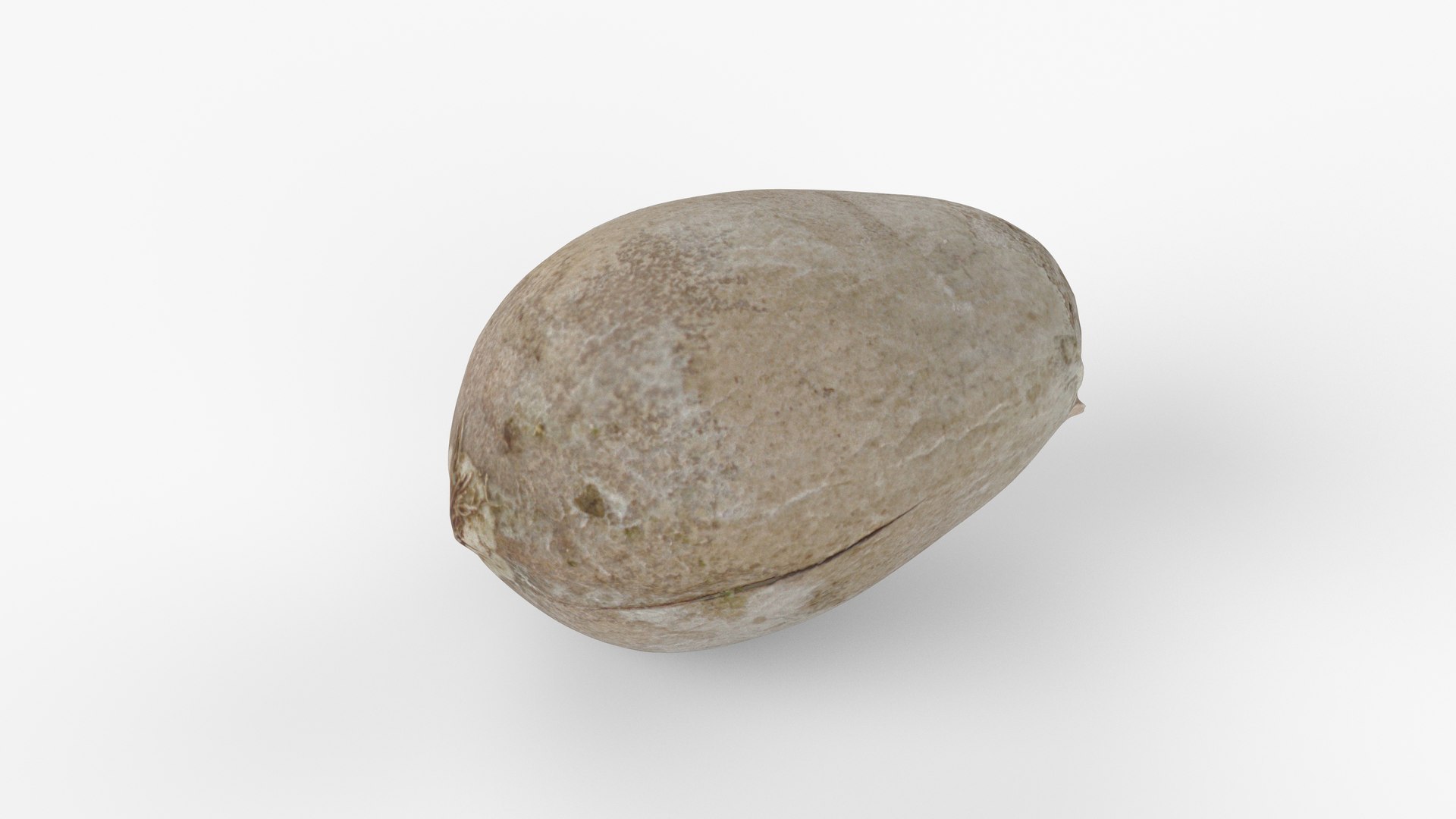 3D Photorealistic 3D Scan Of Avocado Pit - TurboSquid 2344537