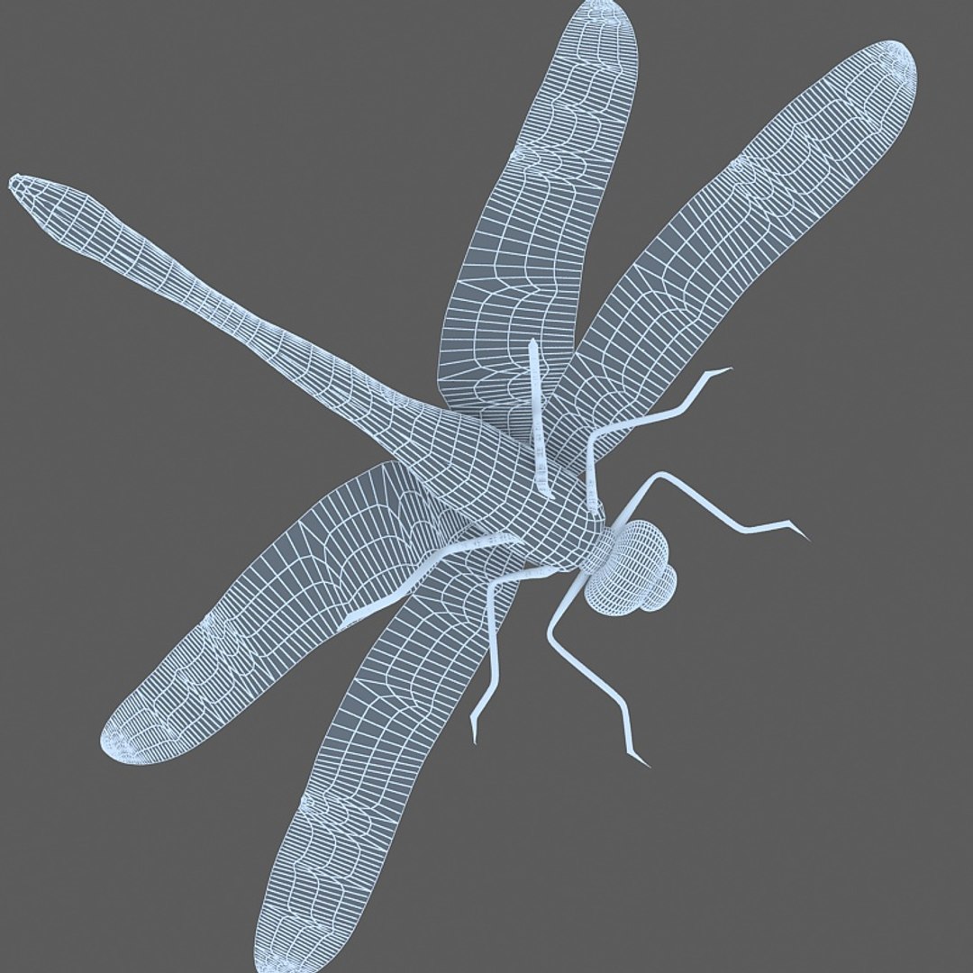 3D dragonfly dragon fly - TurboSquid 1495620