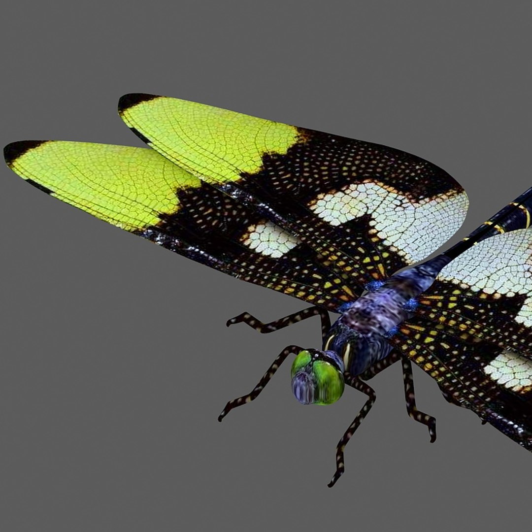 3D dragonfly dragon fly - TurboSquid 1495620