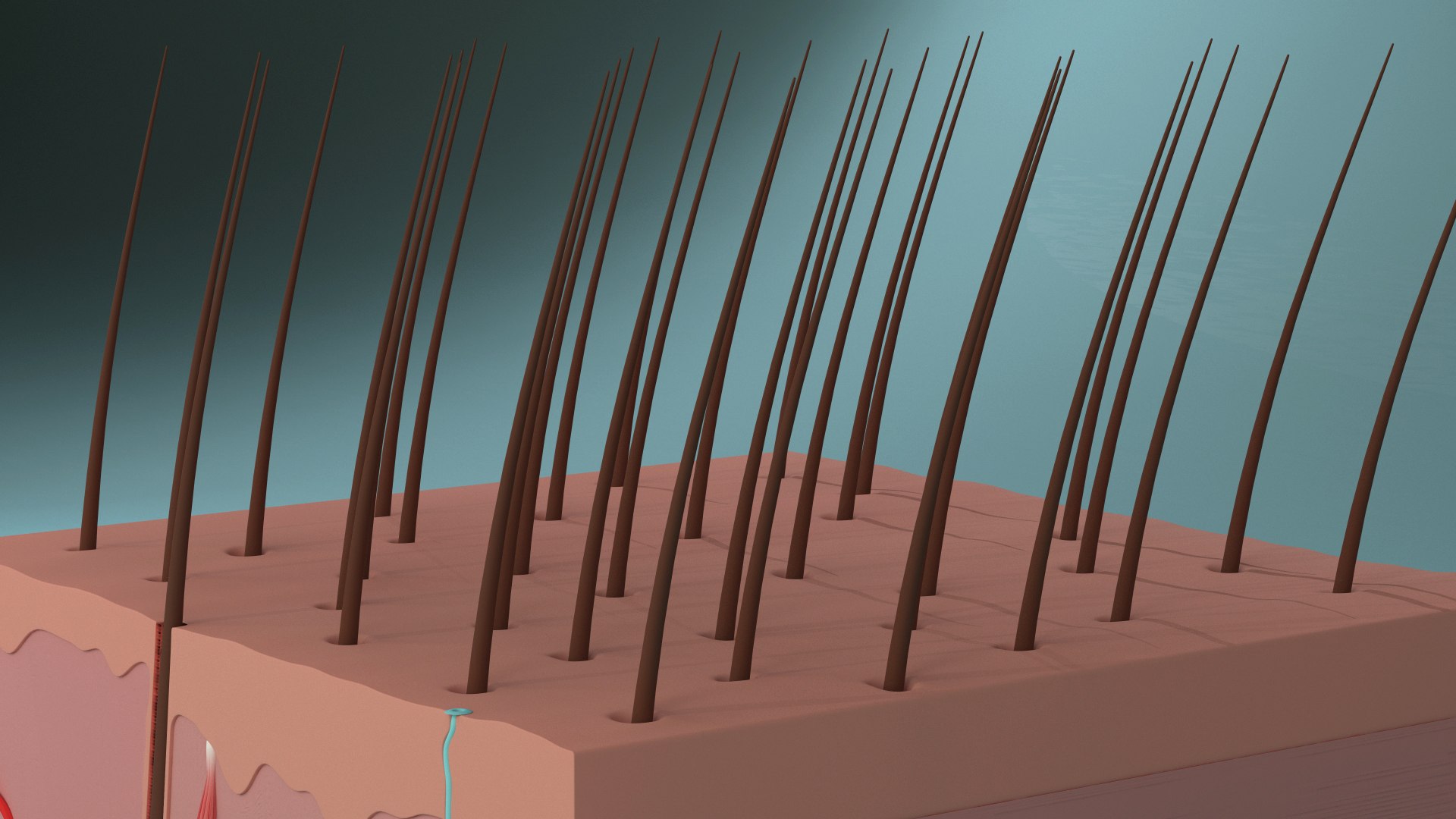 Skin Section Hair Grow ANIMATED Model - TurboSquid 1945239