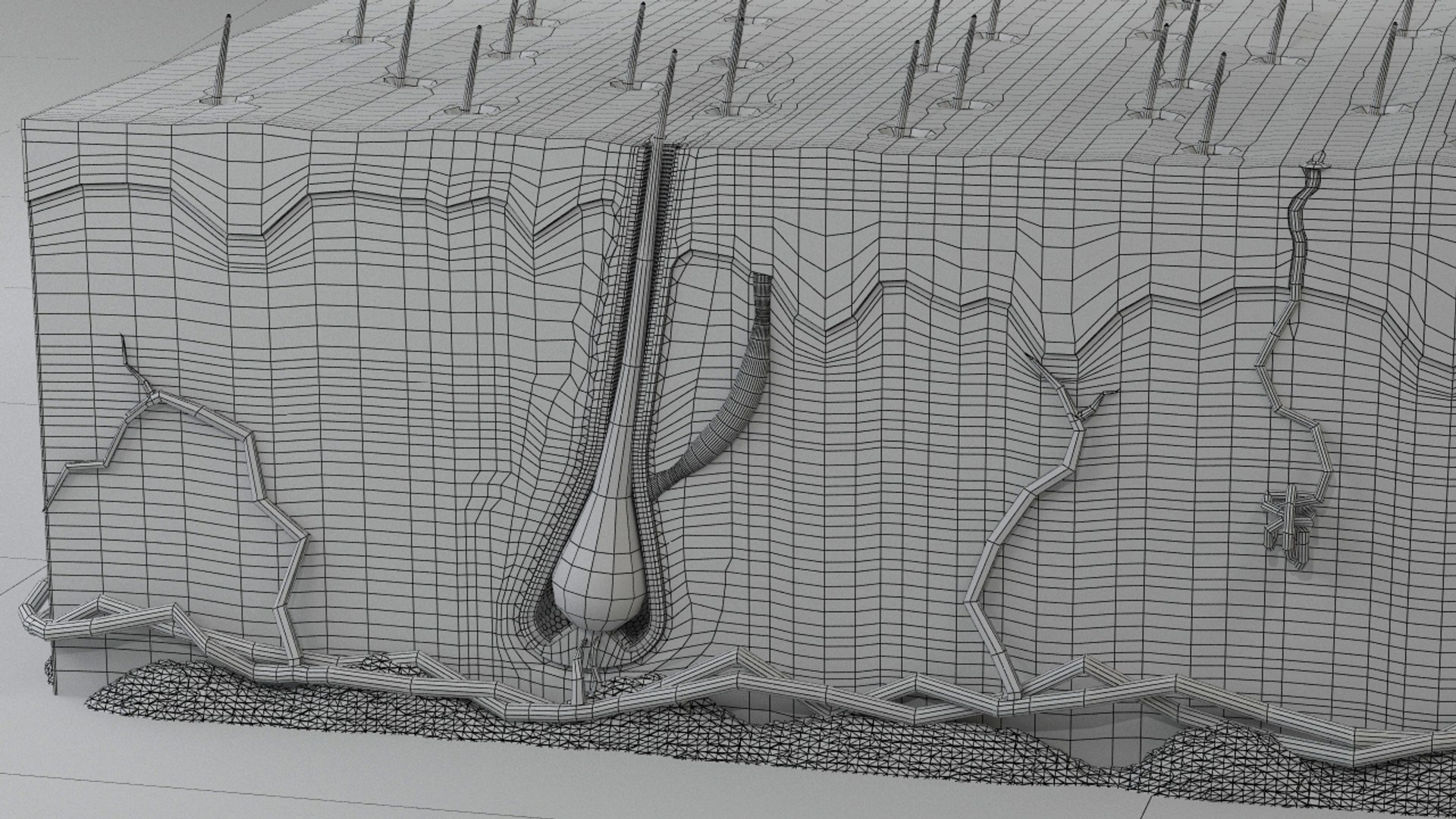 Skin Section Hair Grow ANIMATED Model - TurboSquid 1945239