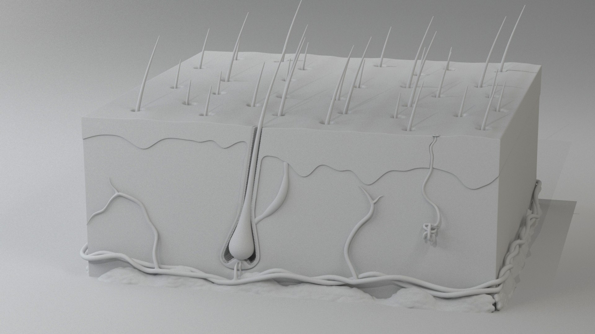 Skin Section Hair Grow ANIMATED Model - TurboSquid 1945239