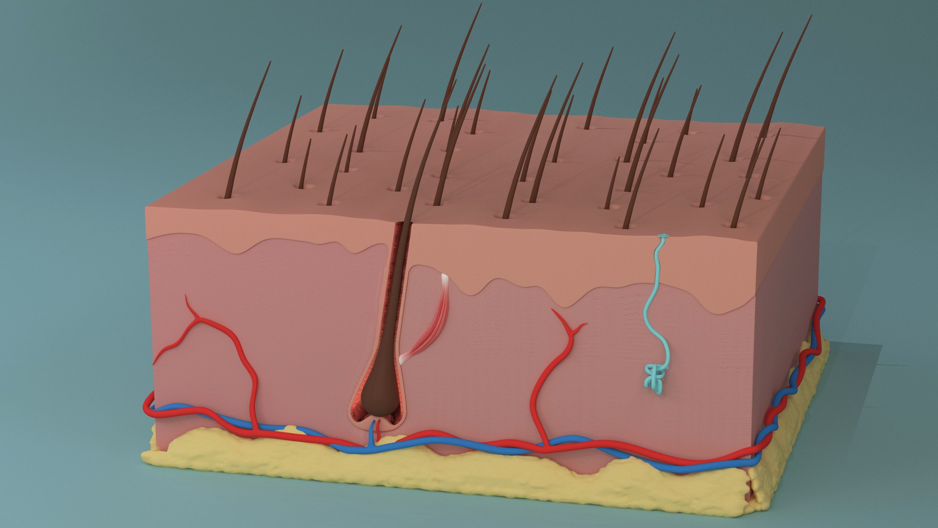 Skin Section Hair Grow ANIMATED Model - TurboSquid 1945239