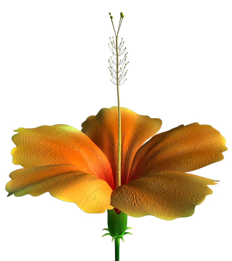 3d Model Of Flor Flower
