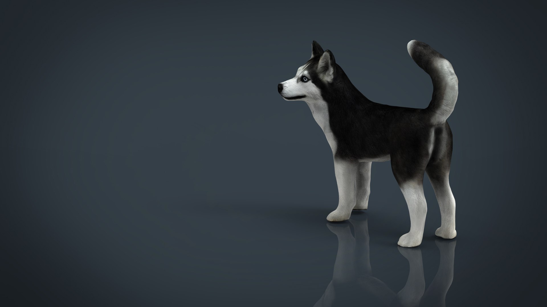 Siberian Husky 3D Model - TurboSquid 1288633