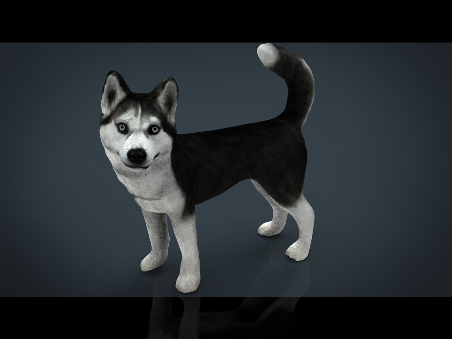 Siberian Husky 3D Model - TurboSquid 1288633