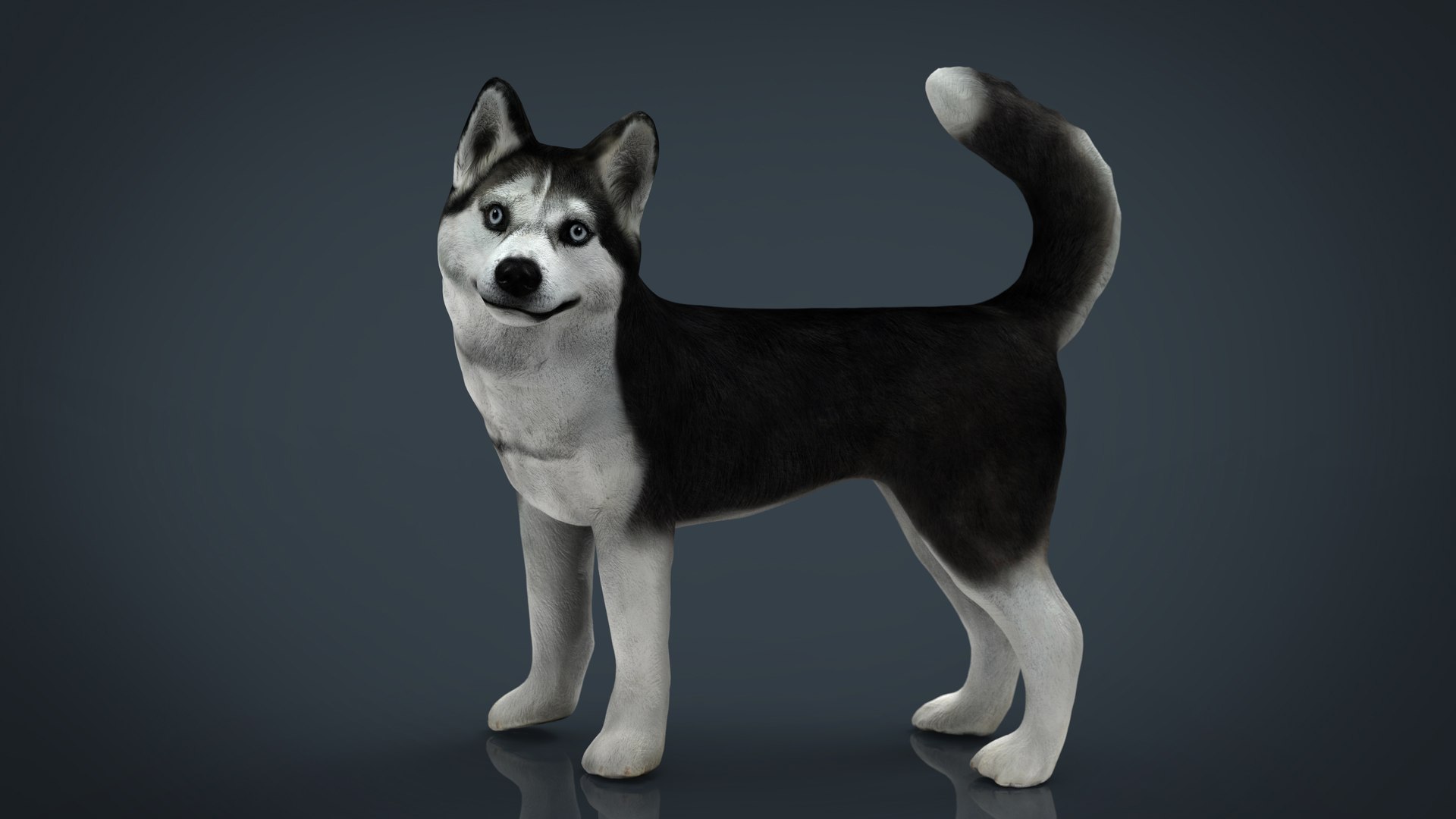 Siberian Husky 3D Model - TurboSquid 1288633