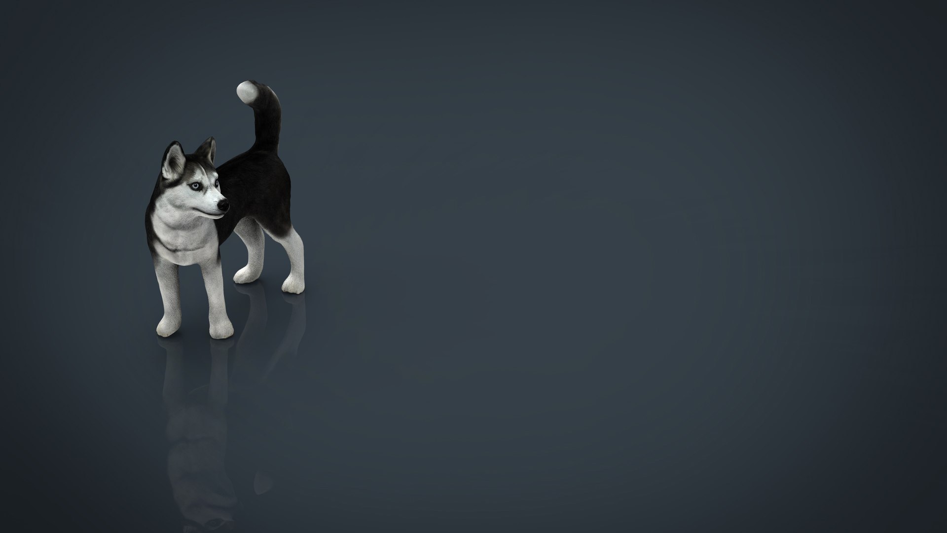 Siberian Husky 3D Model - TurboSquid 1288633