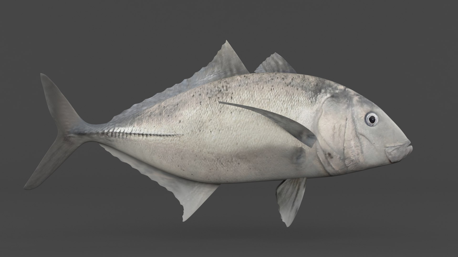 3D Trevally Fish Model - TurboSquid 2198879