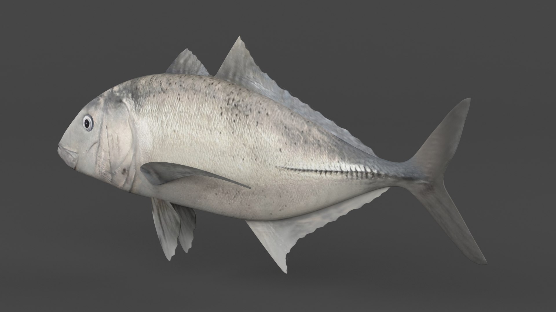 3D Trevally Fish Model - TurboSquid 2198879
