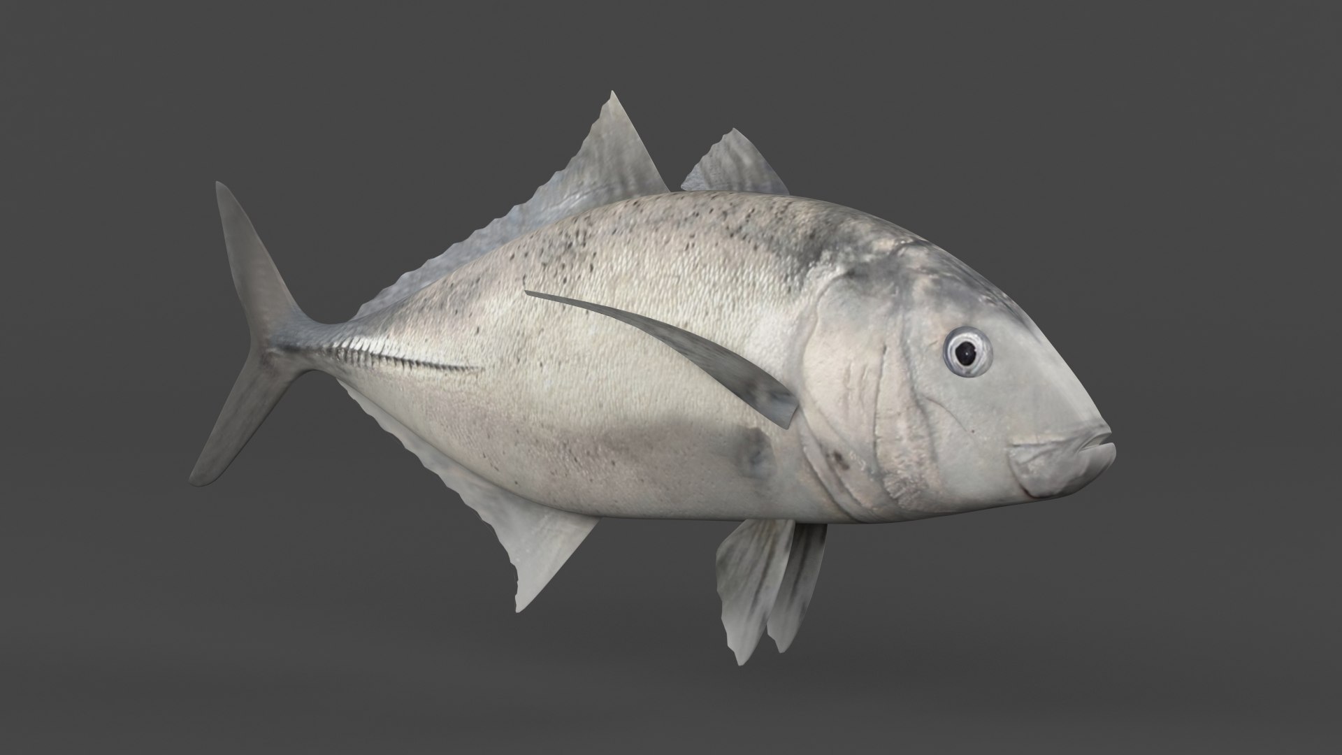 3D Trevally Fish Model - TurboSquid 2198879