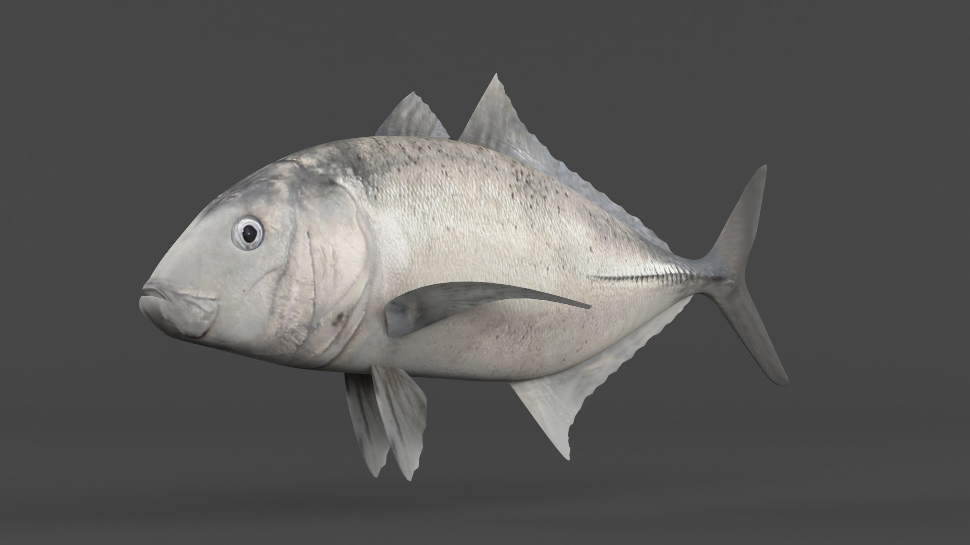 3D Trevally Fish Model - TurboSquid 2198879