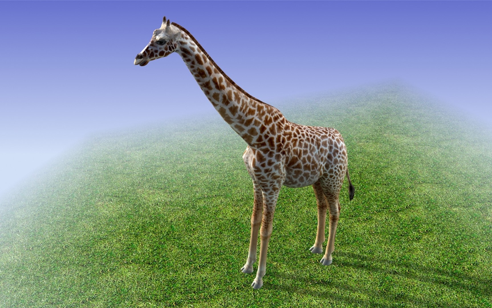 3d Model Of Giraffe Polys