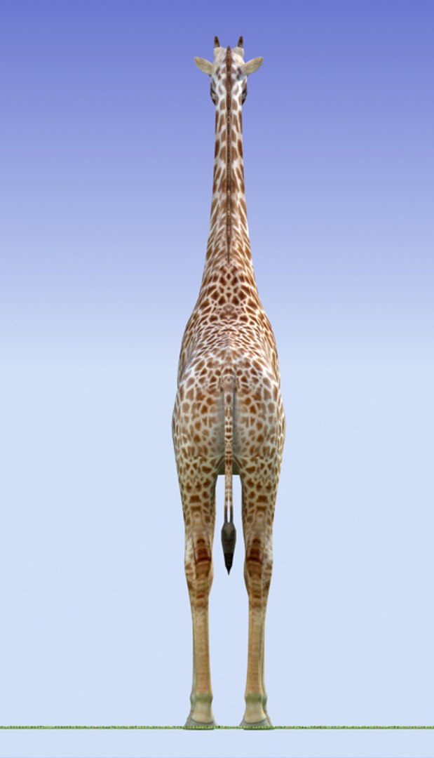 3d Model Of Giraffe Polys