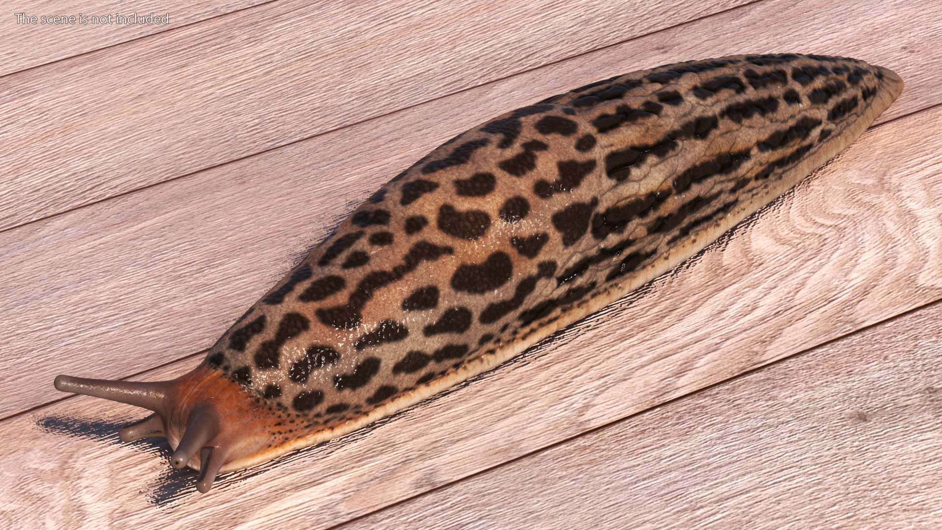 3D Model Great Grey Slug - TurboSquid 2013642