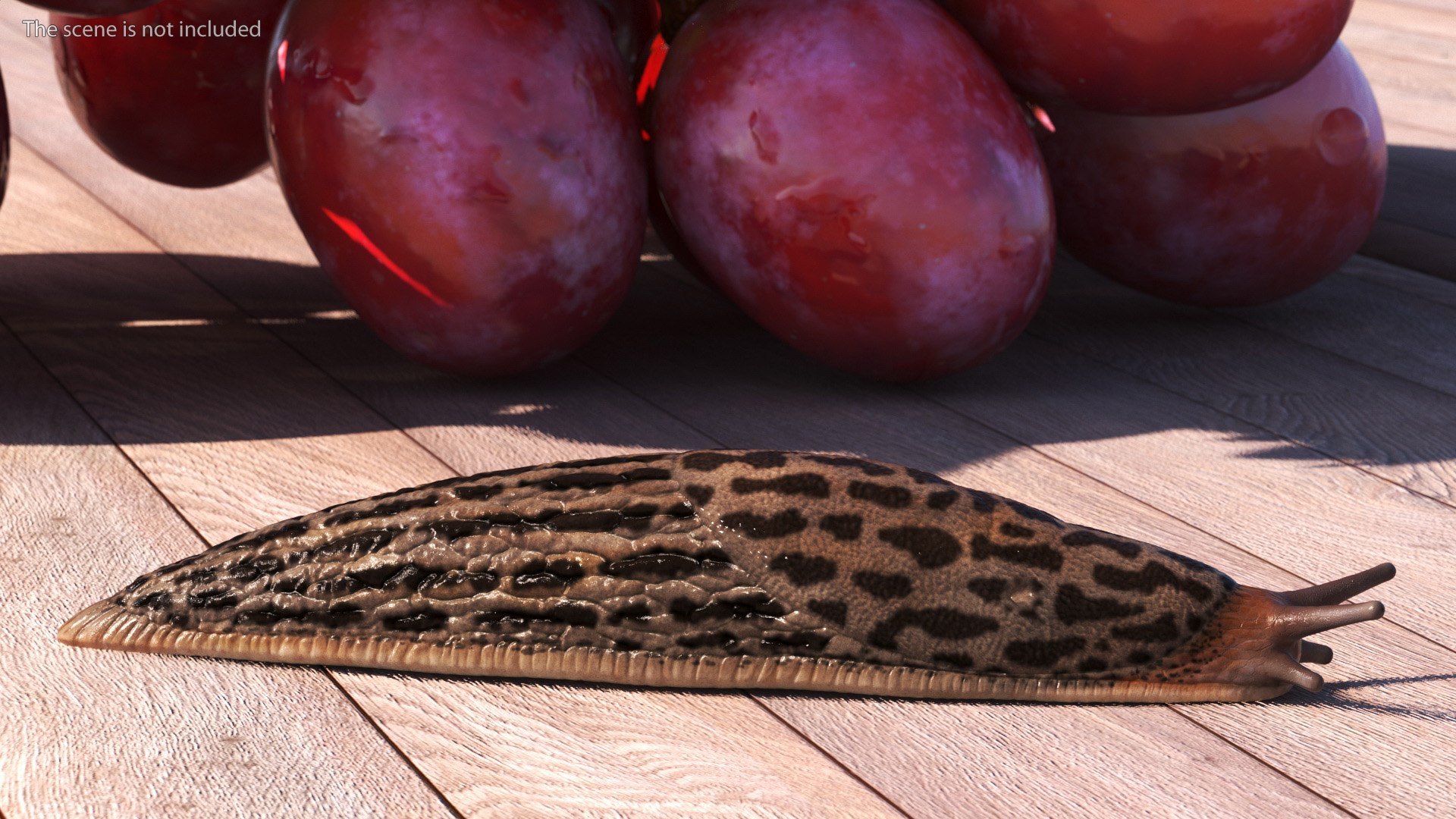 3D Model Great Grey Slug - TurboSquid 2013642