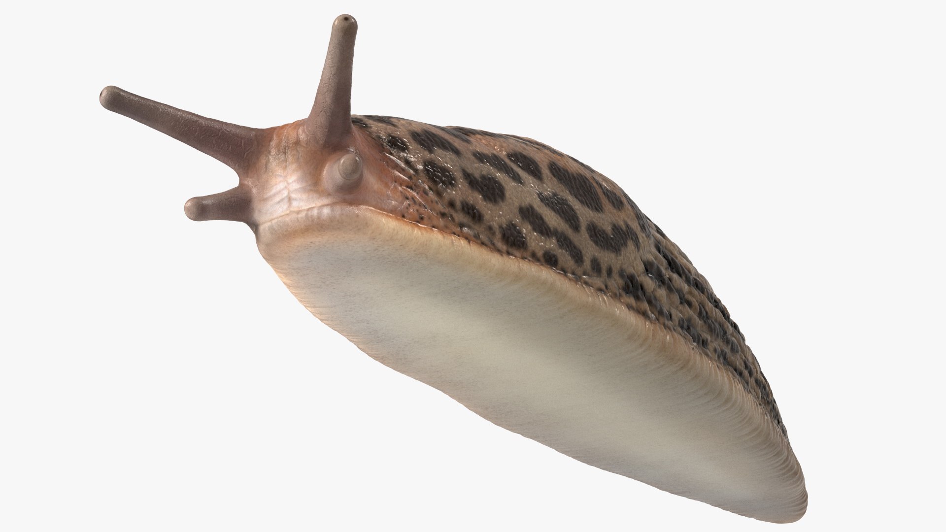 3D Model Great Grey Slug - TurboSquid 2013642