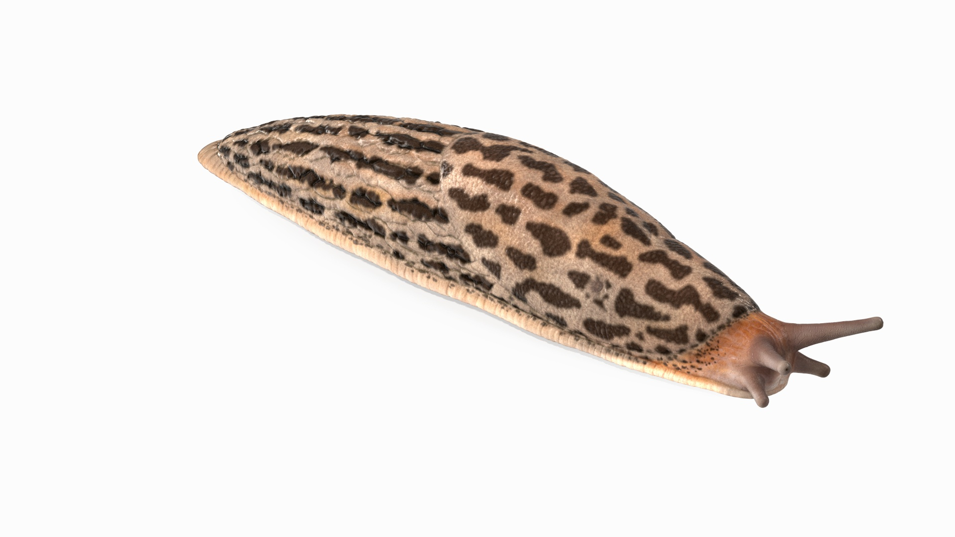 3D Model Great Grey Slug - TurboSquid 2013642