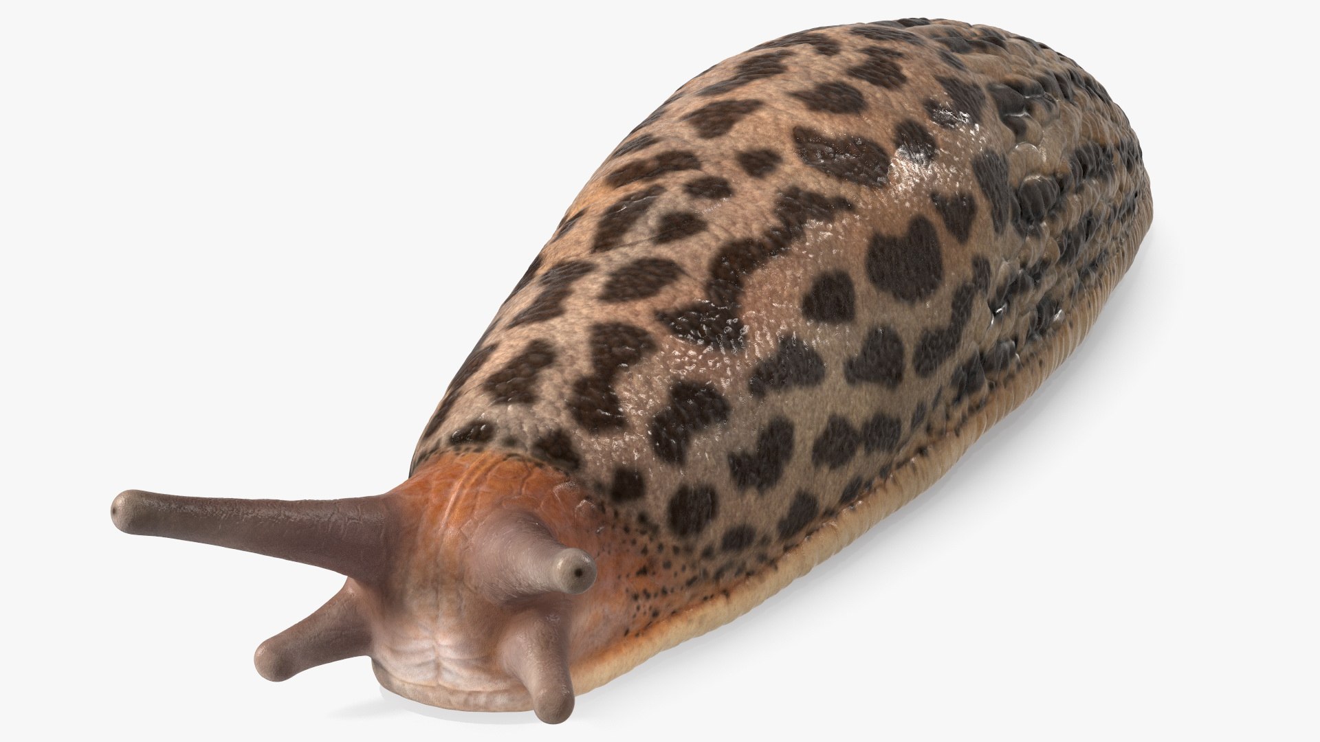 3D Model Great Grey Slug - TurboSquid 2013642