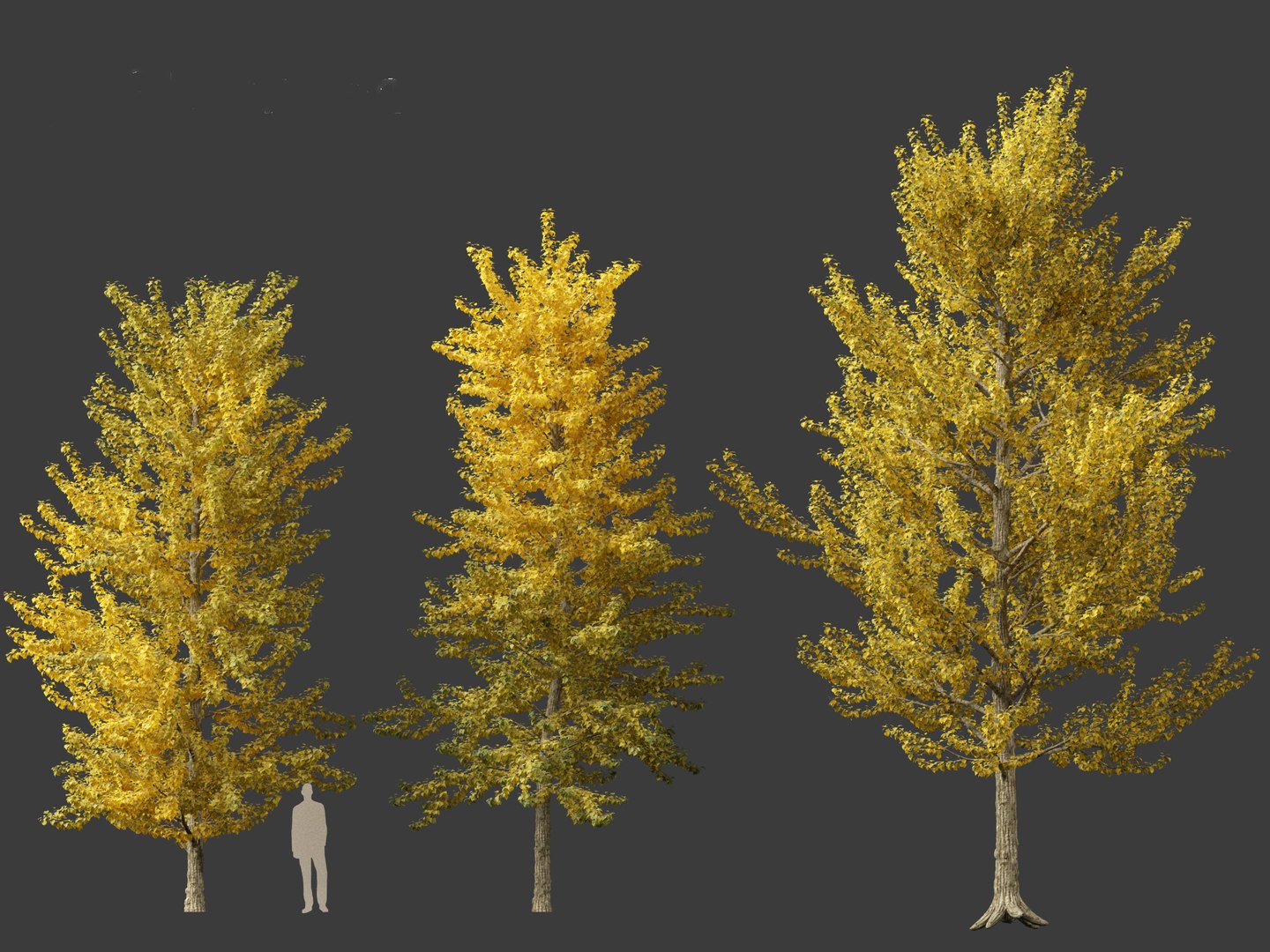 3D Populus balsamifera - Balsam poplar 02 model - TurboSquid 2143621