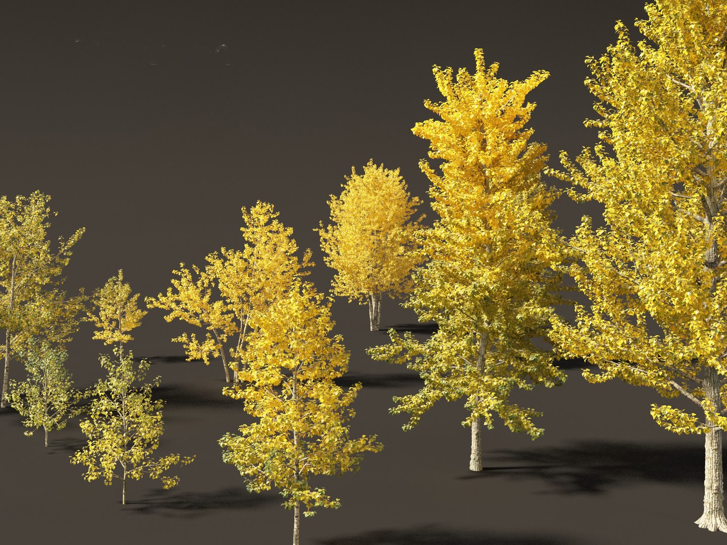 3D Populus balsamifera - Balsam poplar 02 model - TurboSquid 2143621