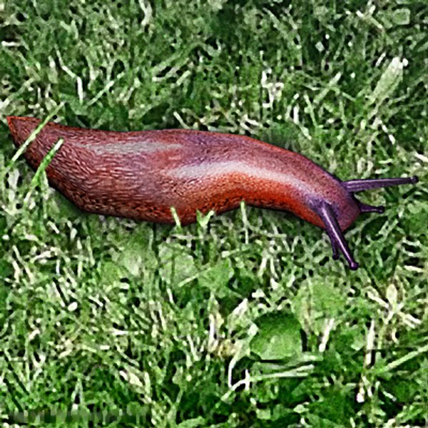 max slug 01