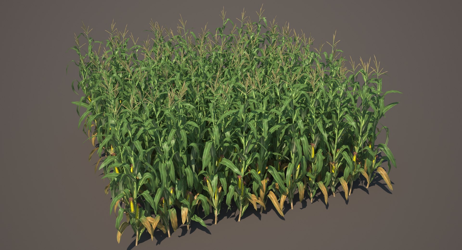 corn field stalks 3d model
