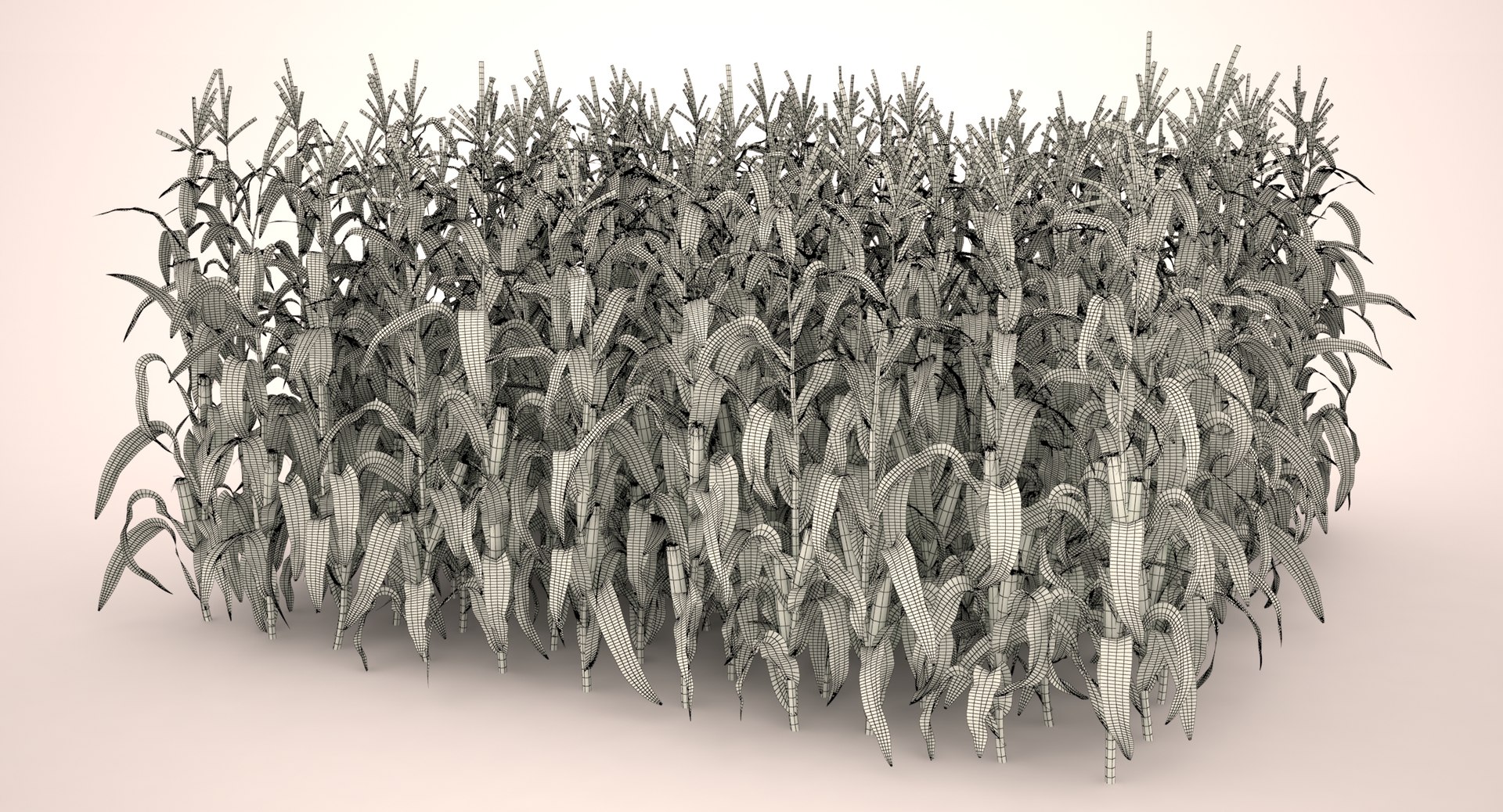 corn field stalks 3d model