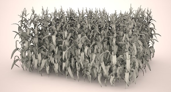 corn field stalks 3d model