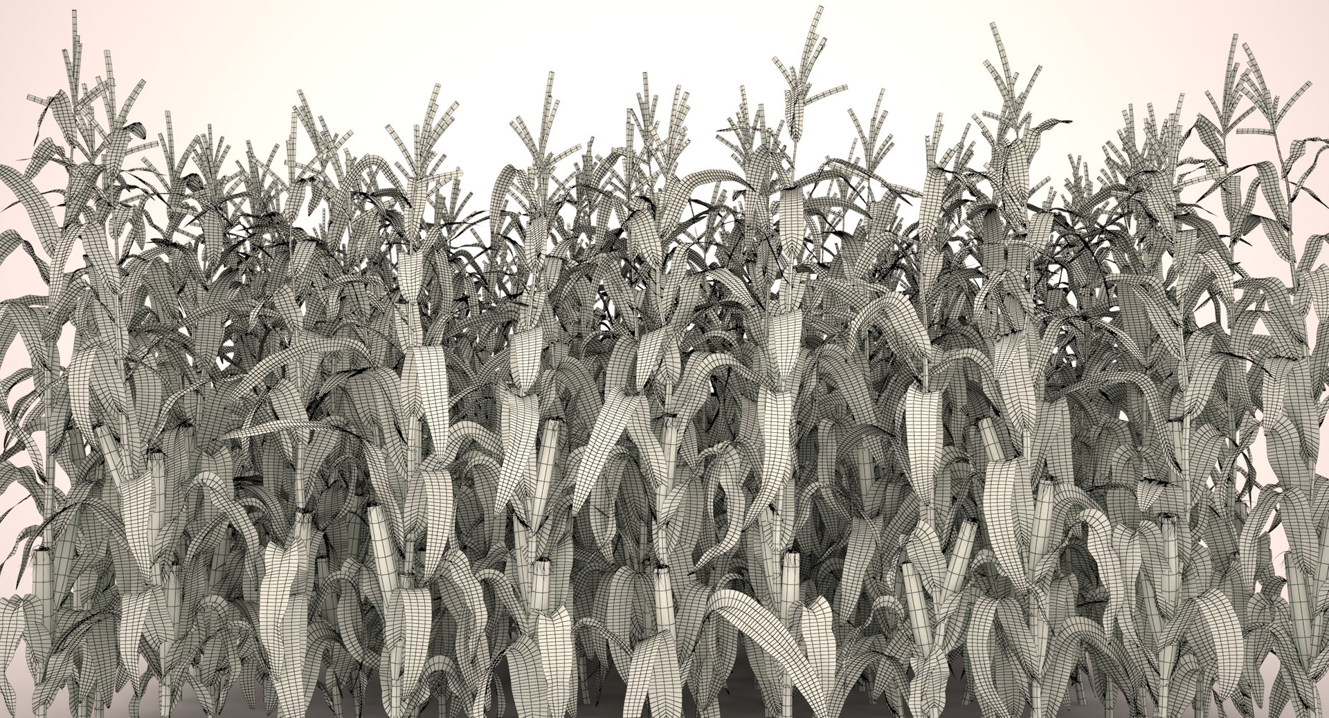 corn field stalks 3d model
